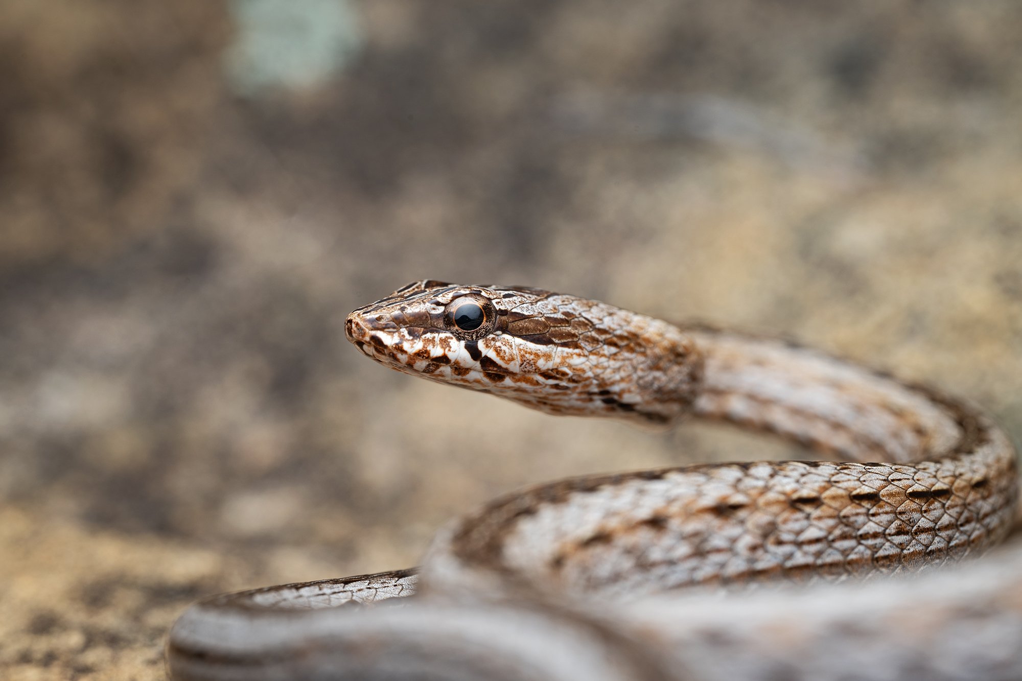 Madagascar - Sand Snake - Darter Photography